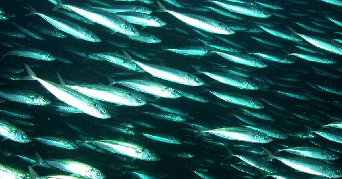 Derfor er norsk makrell best | NETT NO