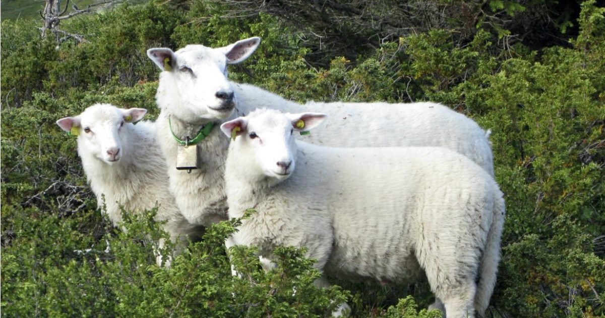 Kjempeoverskot av sau og lam i år | NETT NO