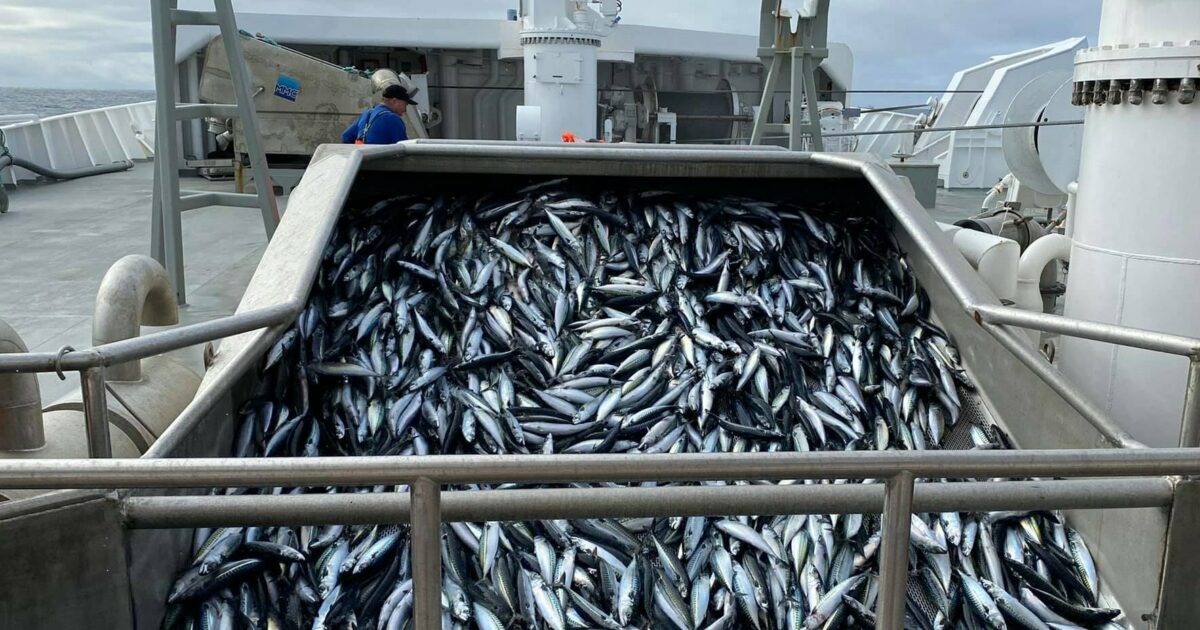 Kan bli ny milliardrekord for makrellfisket | NETT NO